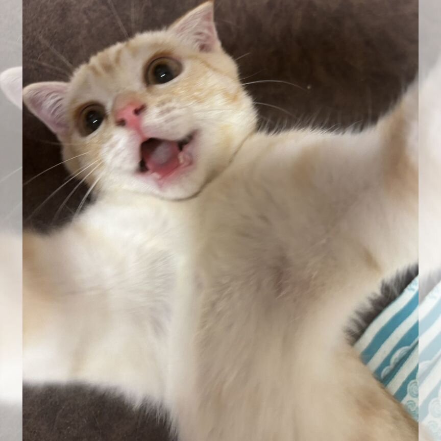 Королевский рыжик