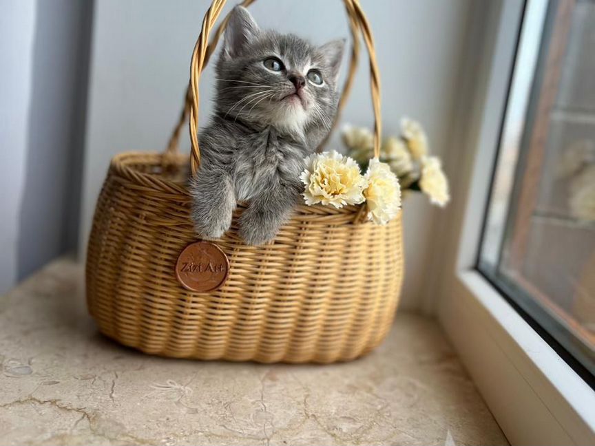 Котята
