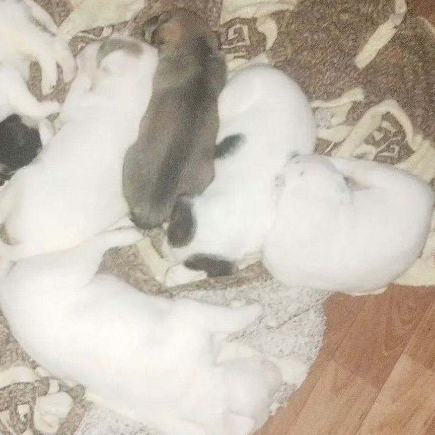 Щенок в добрые руки