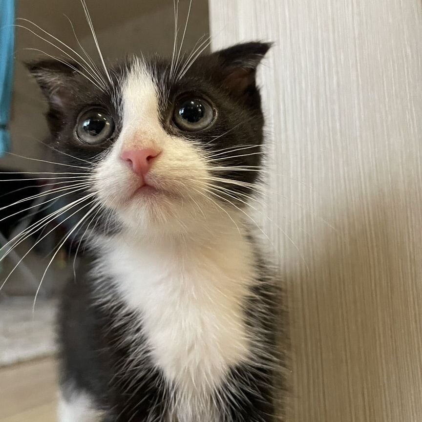 Вислоухий котенок