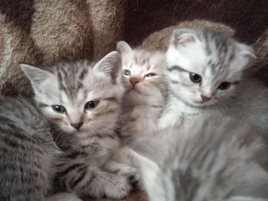 Шотландская вислоухая кошка