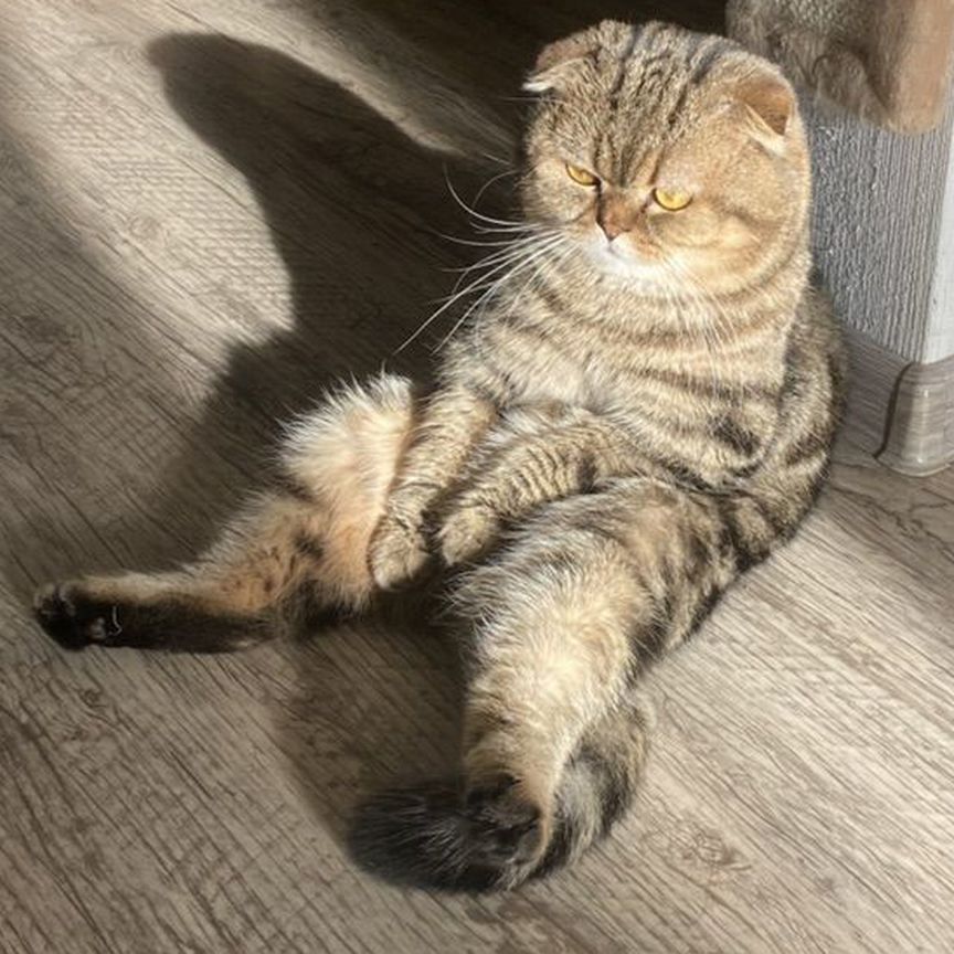 Британская шиншилла вязка