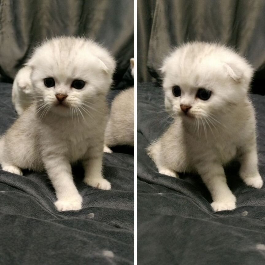 Шотландские котята