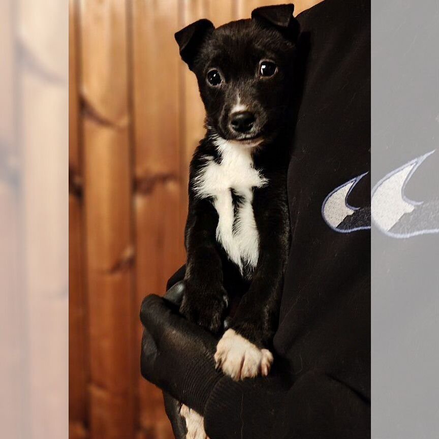 Щенок в добрые руки