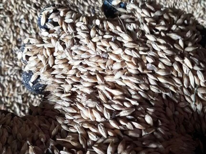 Кормовая кукуруза, Семечко на корм/посев