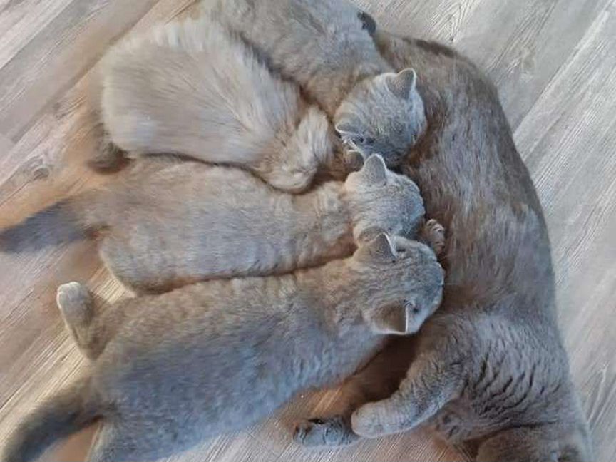 Плюшевые котятки