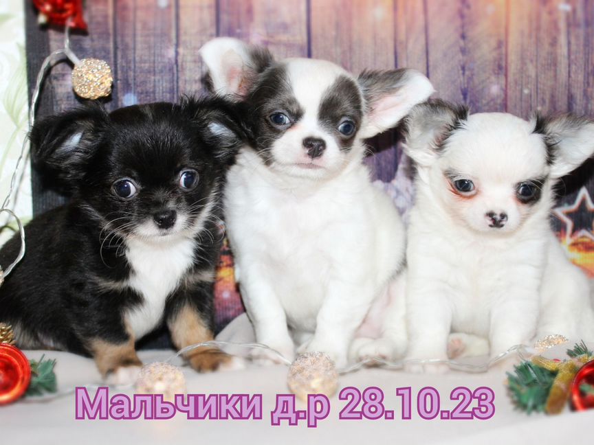 Щенки чихуахуа РКФ