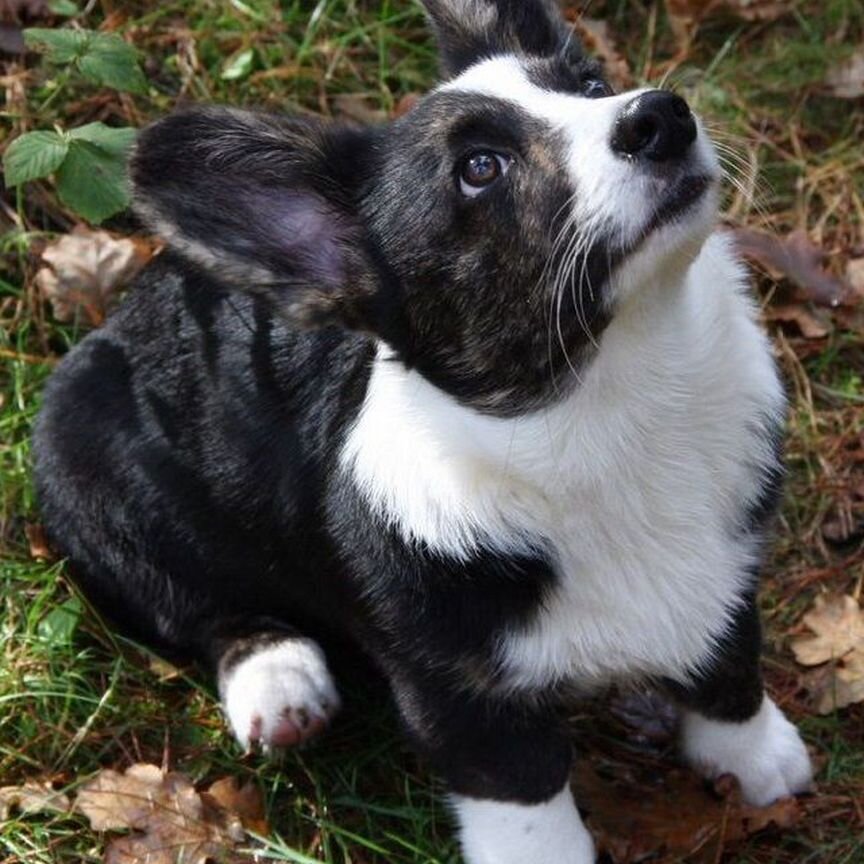 Вельш Корги Кардиган, щенок