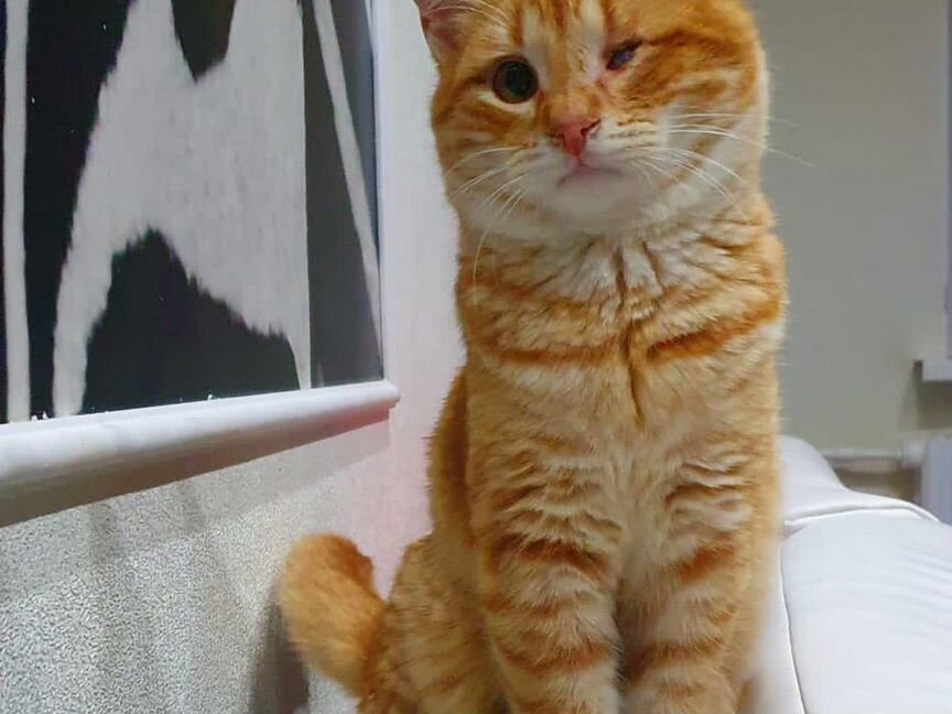 Кошка