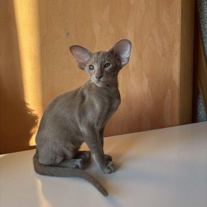 Ориентальный кот