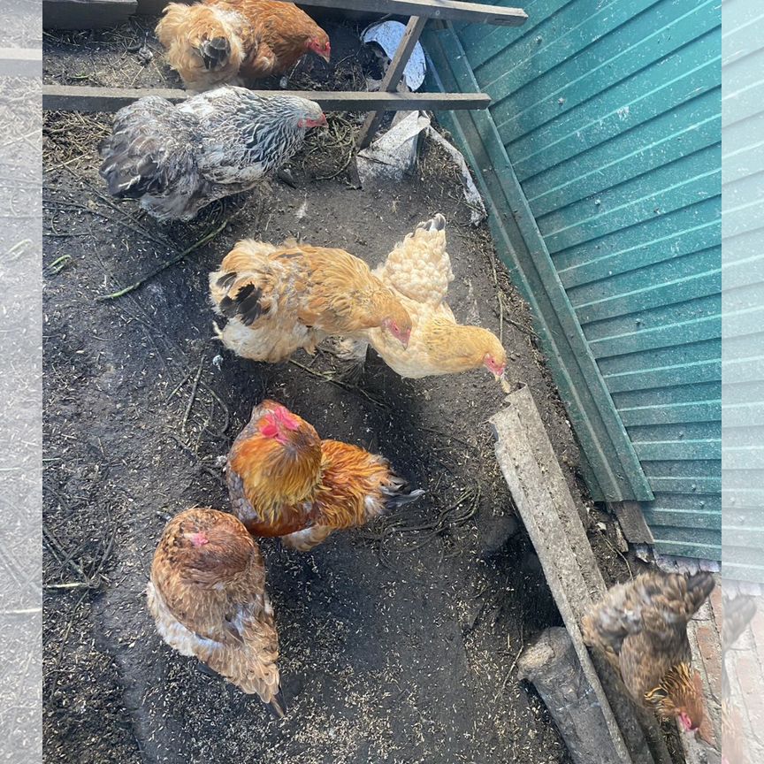 Куры молодки несушки Брамма