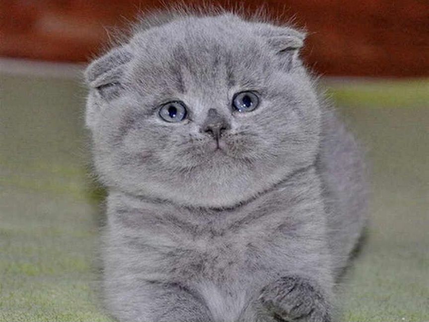Шотландские вислоухие котята