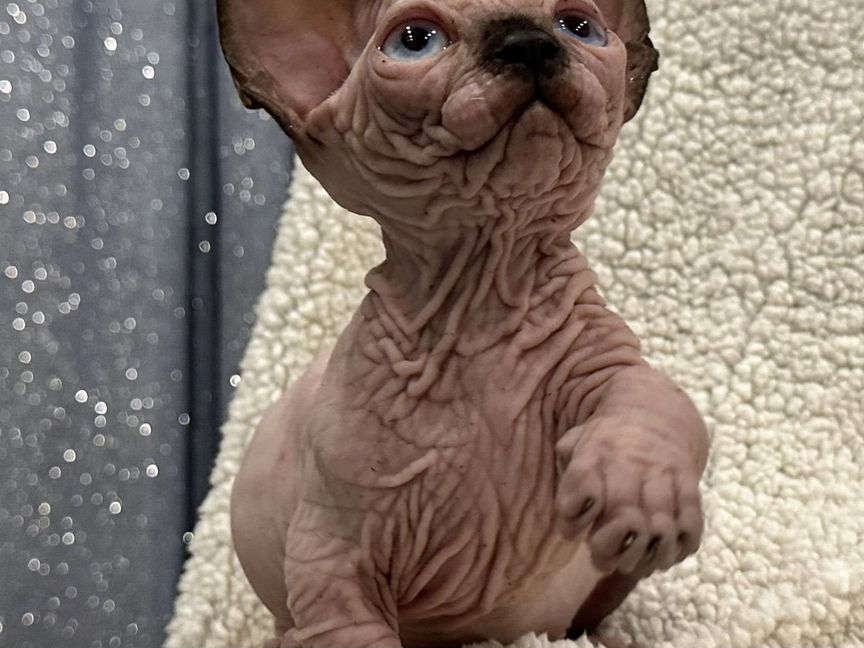 Exclusive quality wrinkles bambino