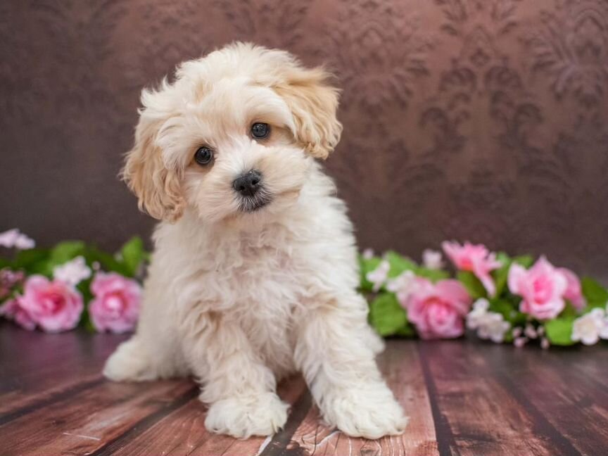 Кремовое облачко девочка Мальтипу F1