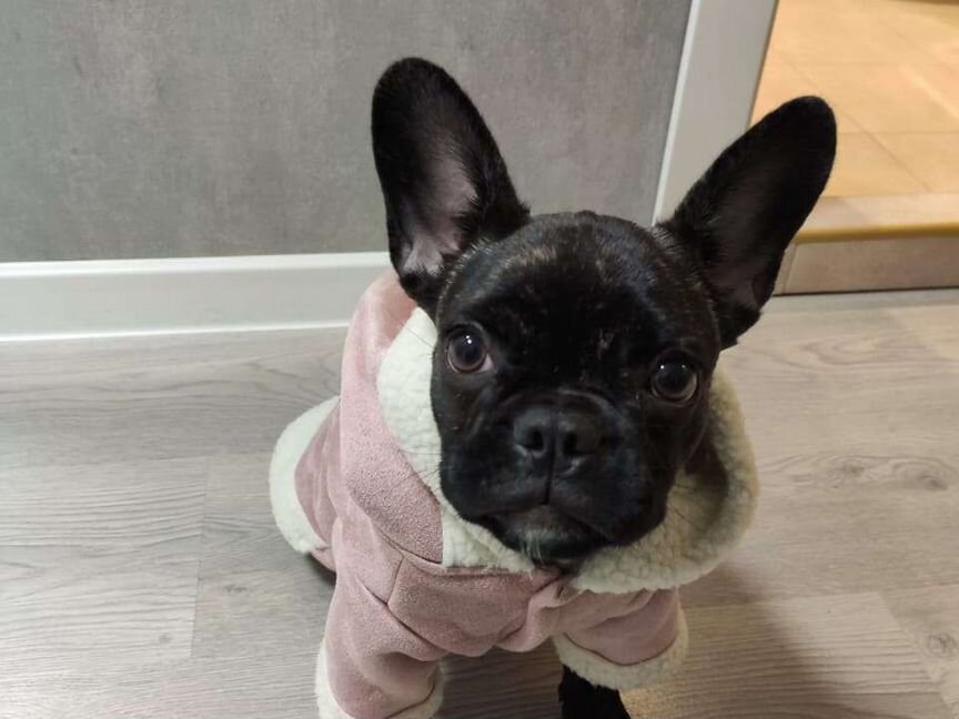 Куртка-дубленка для собак