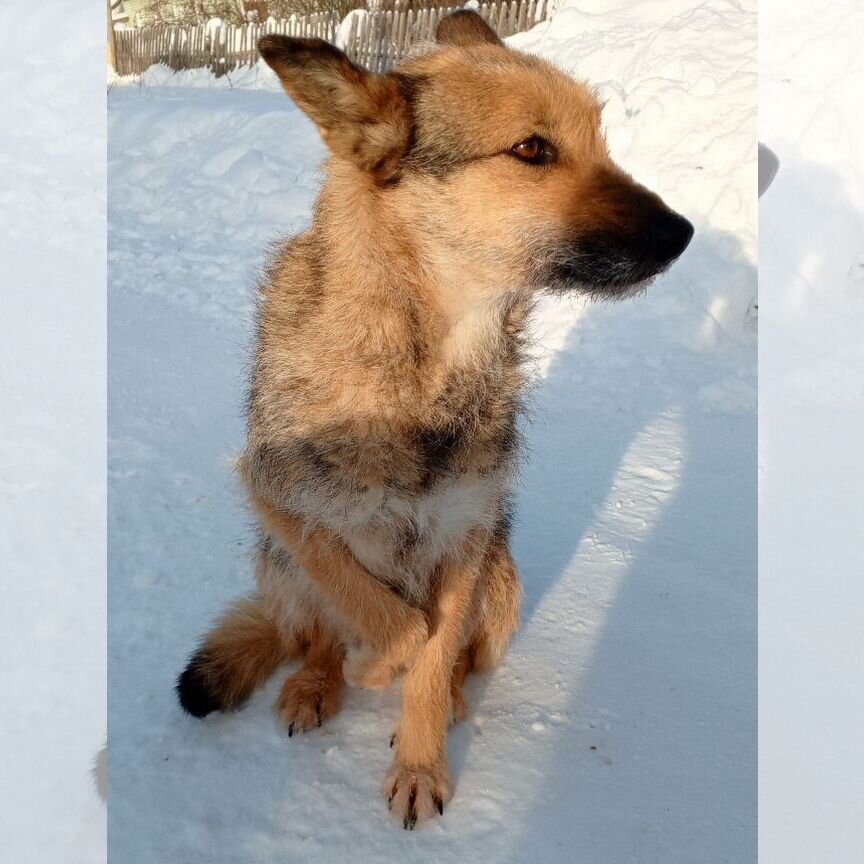 Взрослый пёс в добрые руки