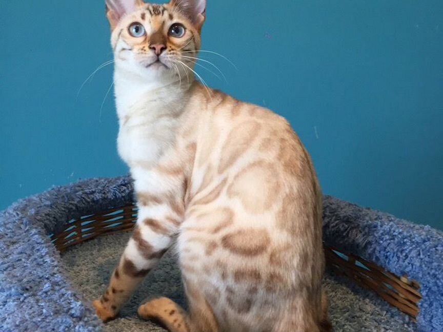 Бенгальская голубоглазая снежная девочка