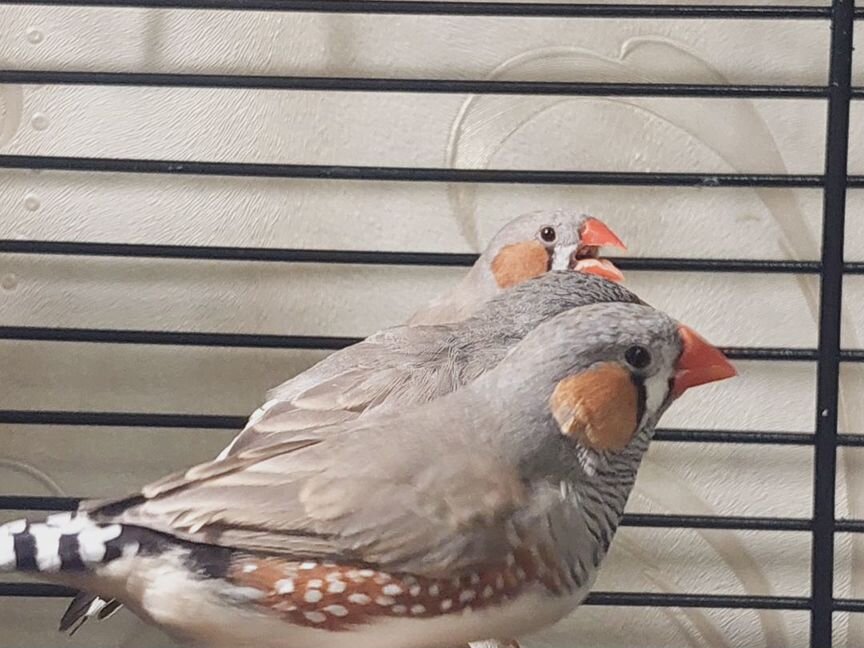 Птенцы зебровой амадины