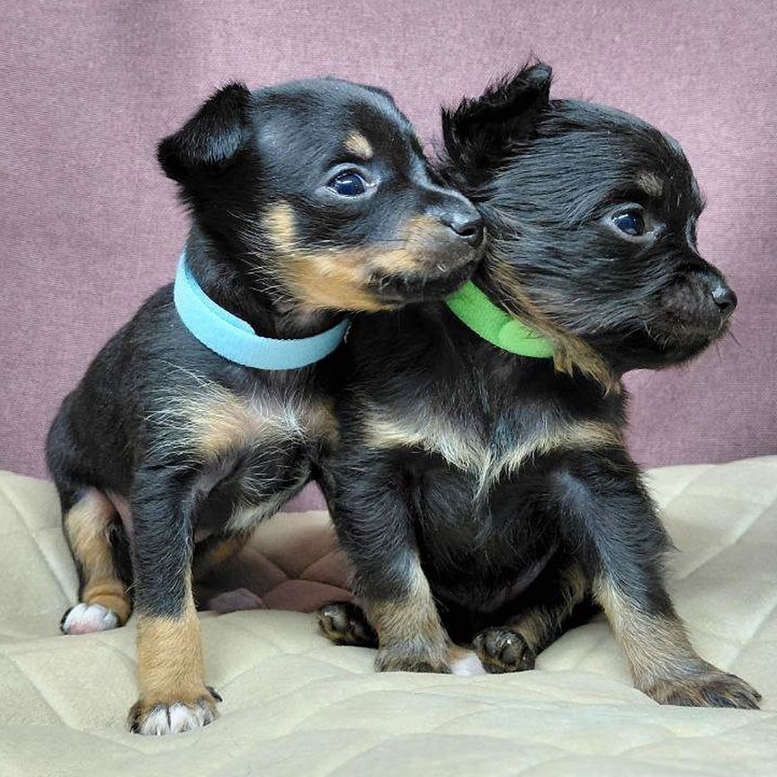 Русский той-терьер, щенок