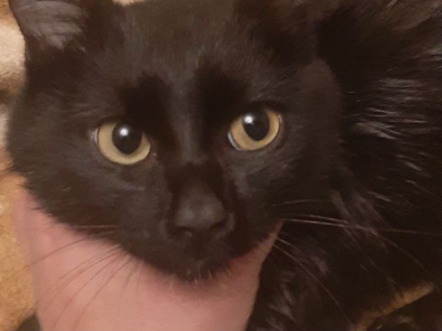 Котенок бомбейской кошки