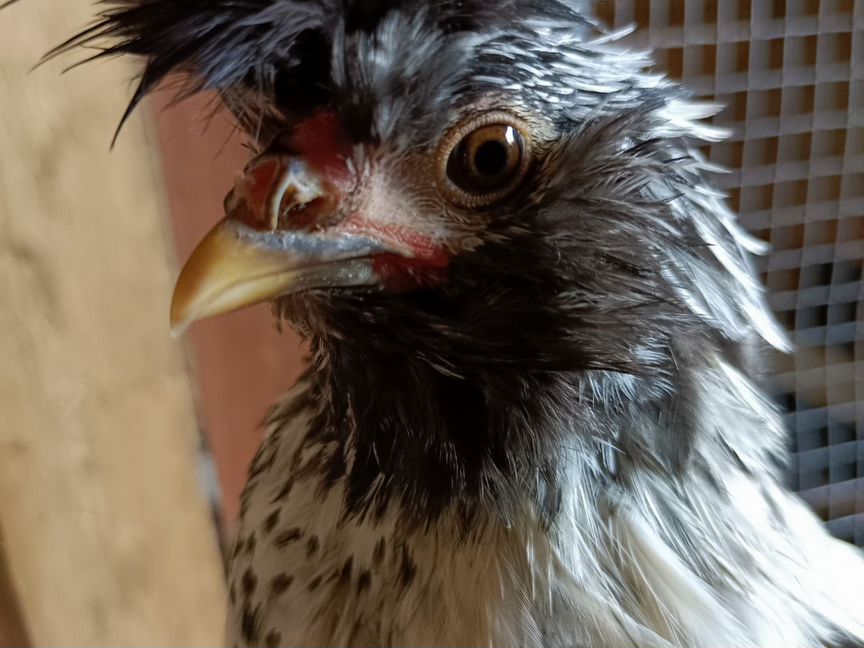 Павловские петушки