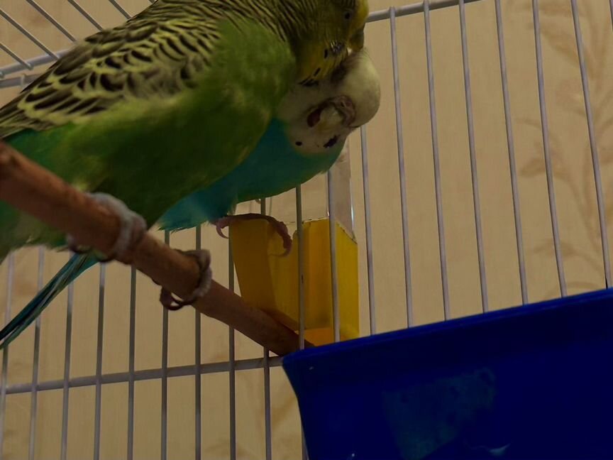 Волнистый попугай