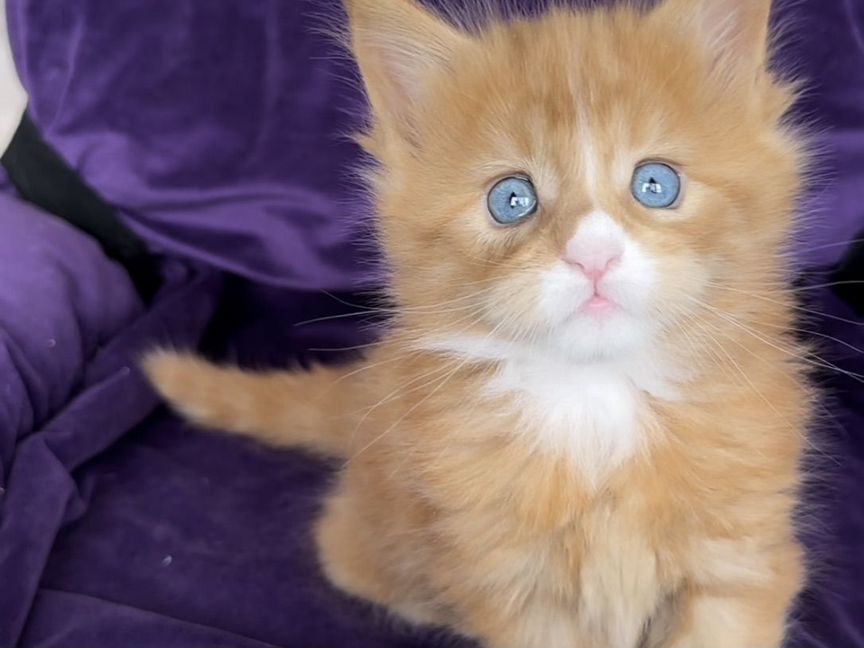 Голубоглазый мальчик Мейнкун