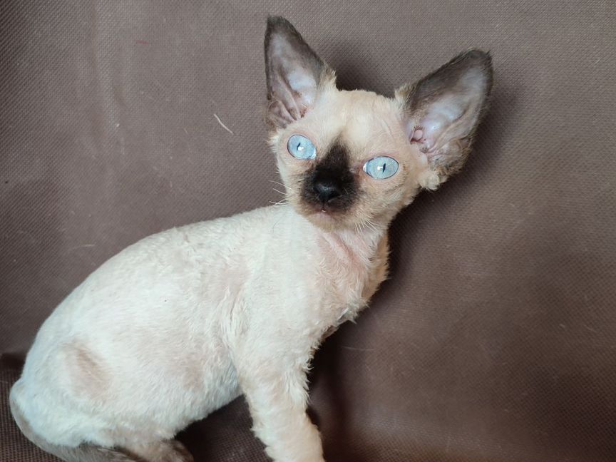 Котята девон-рекс