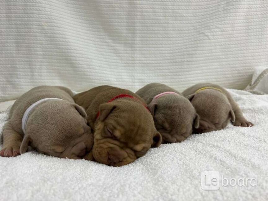 Бронь Американский булли покет щенки