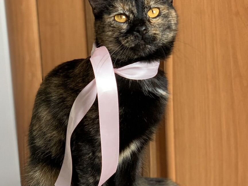Кошки