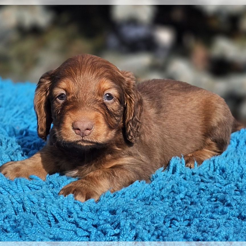 Такса, щенок