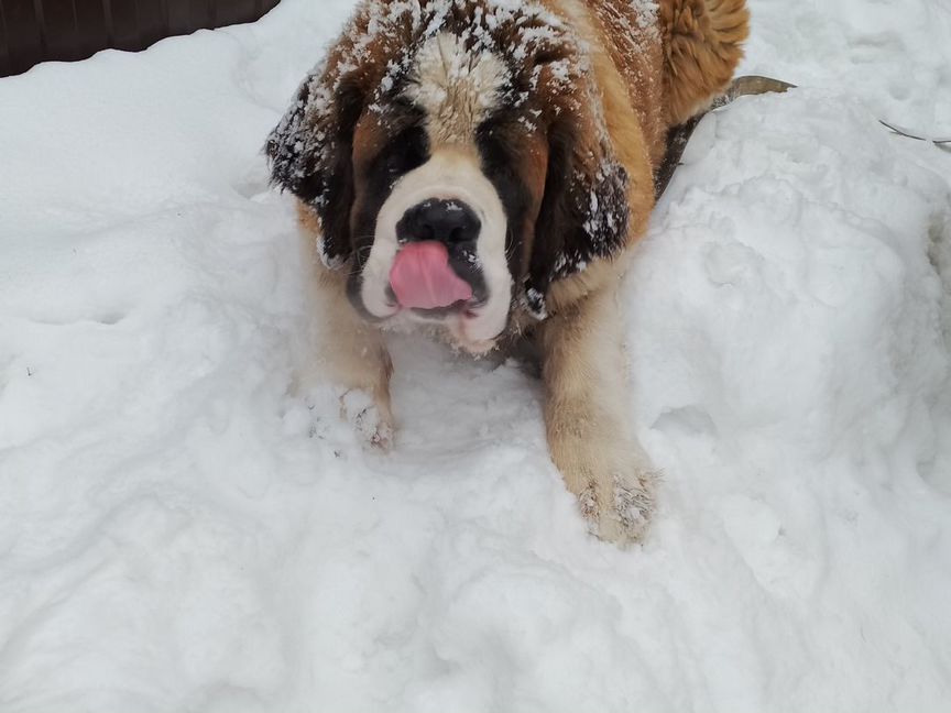 Продам сенбернара