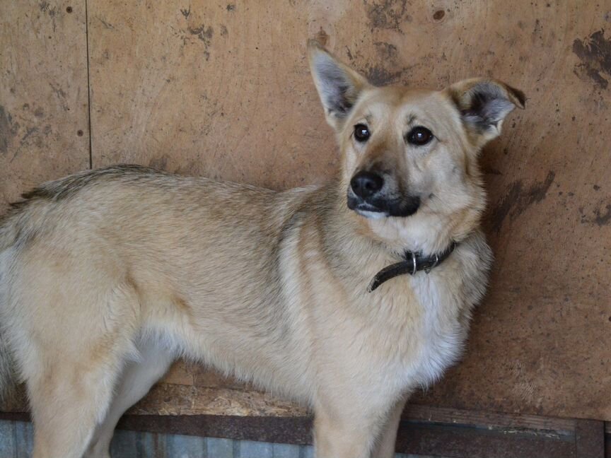 Собака из приюта