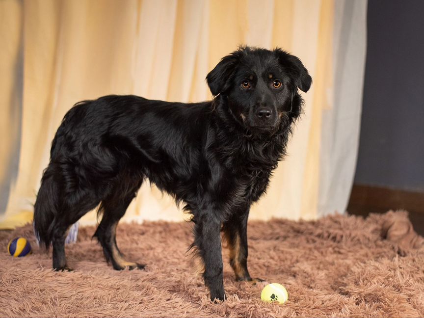 Собака в добрые руки