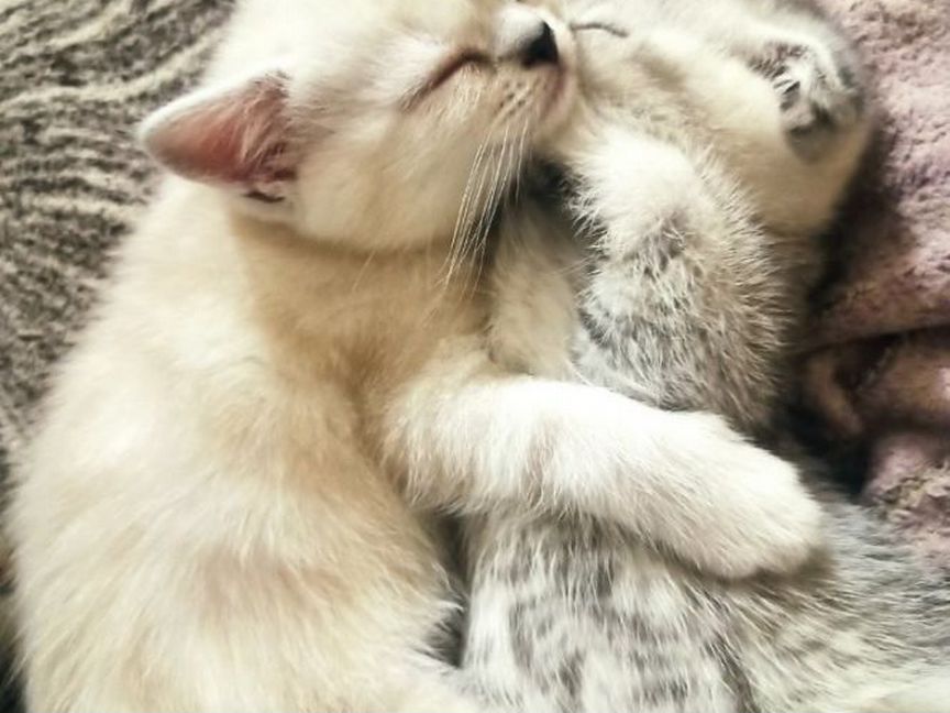 Котята Шотландские