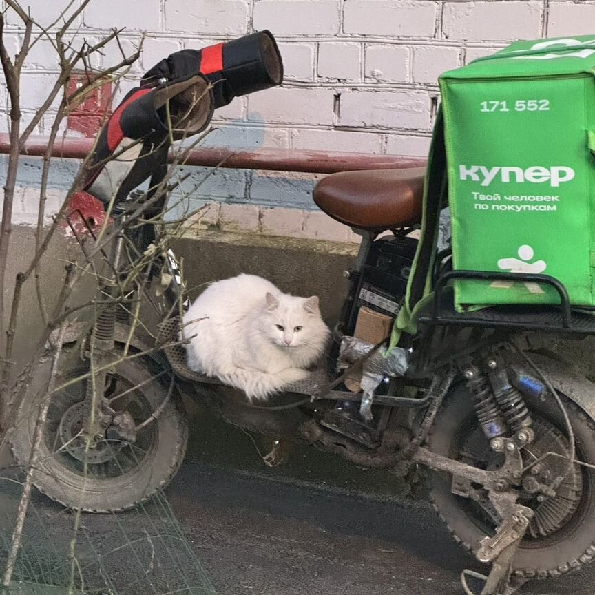Нашелся котик