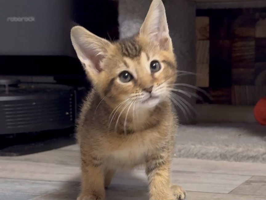 Кошка чаузи