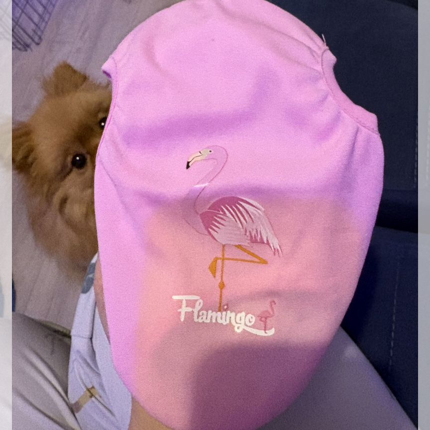 Одежда для собак