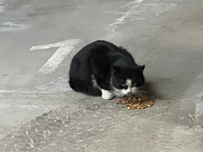 Котенок в добрые руки