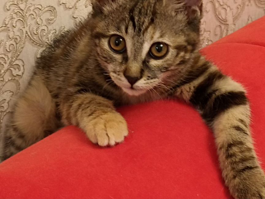 Кошки