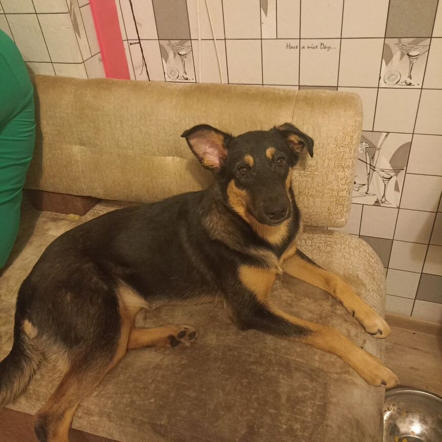 Отдам собаку в добрые руки