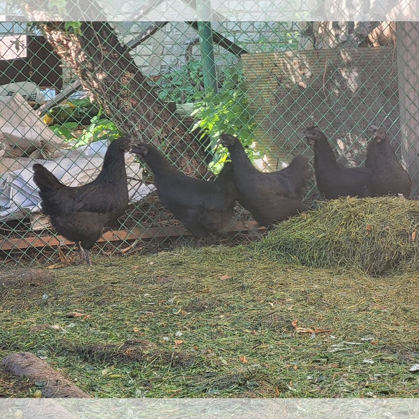 Черные куры ухейилюй