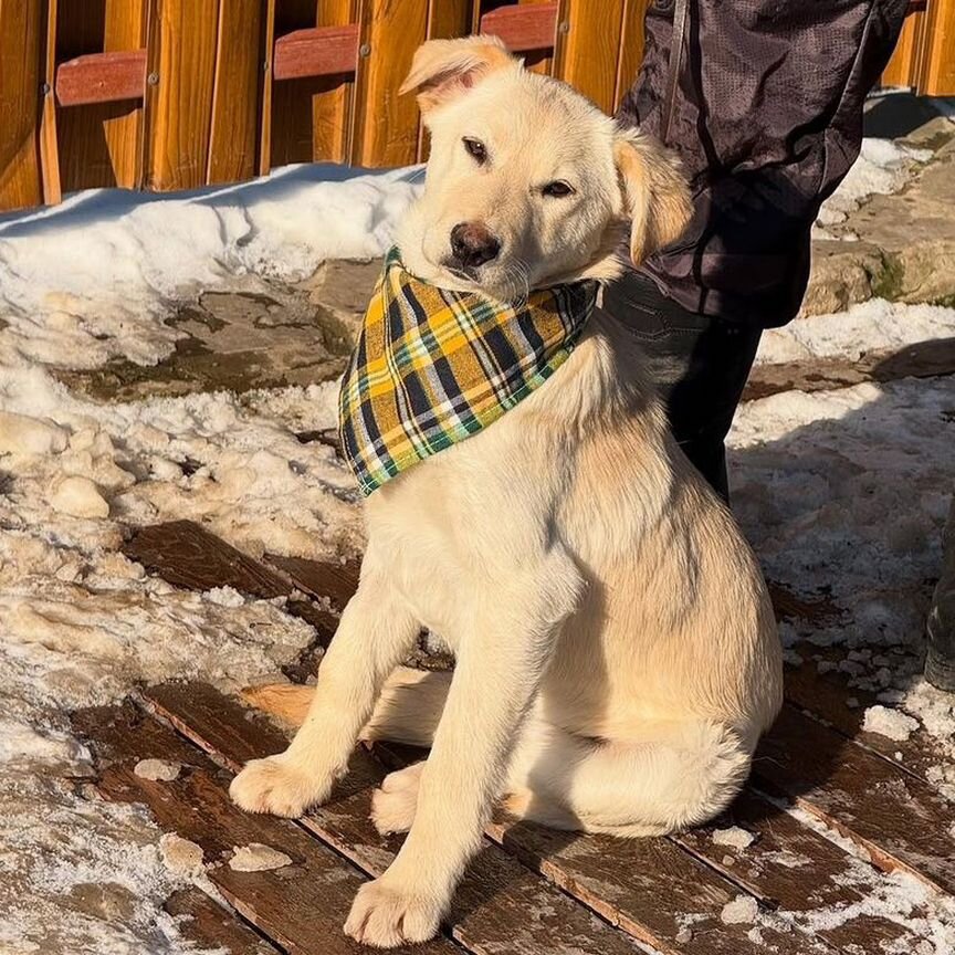 Щенок в дар мальчик 6 месяцев