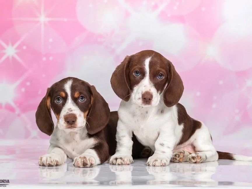 Стандартная такса окрас пайболд девочка