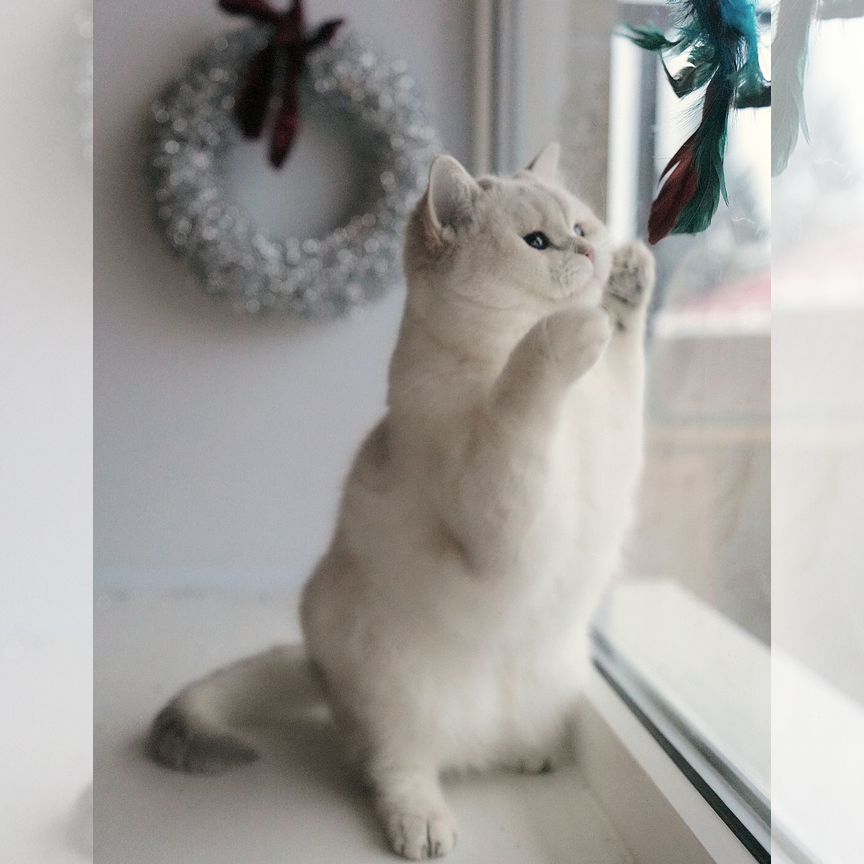 Британский короткошёрстный котёнок