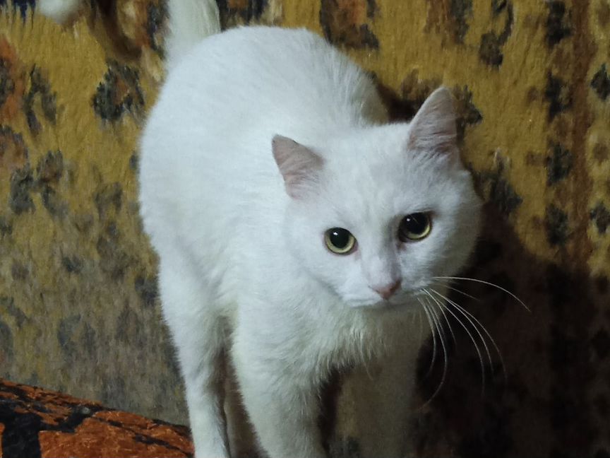 Ласковый Беляшик