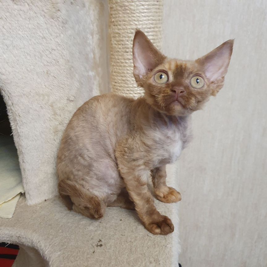 Ласковая красивая девочка циннамоновая черепаха