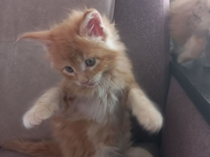 Котята мейн-кун