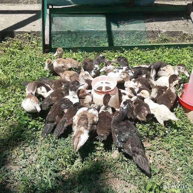 Индоутята тяжёлой мясной немецкой линии