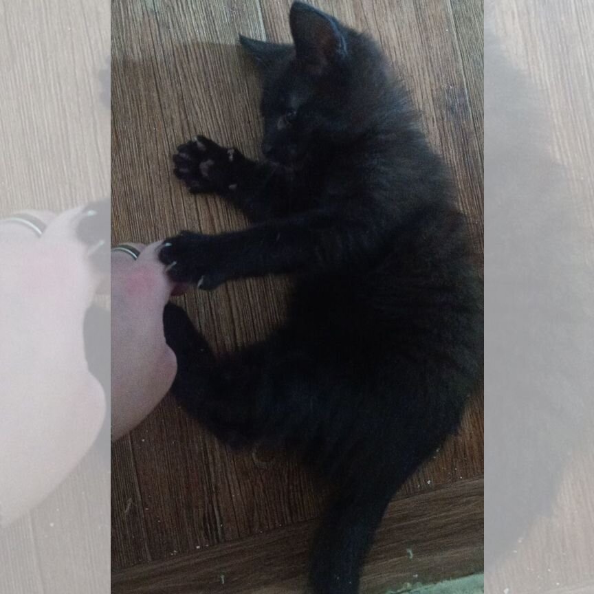 Черный котенок в добрые руки